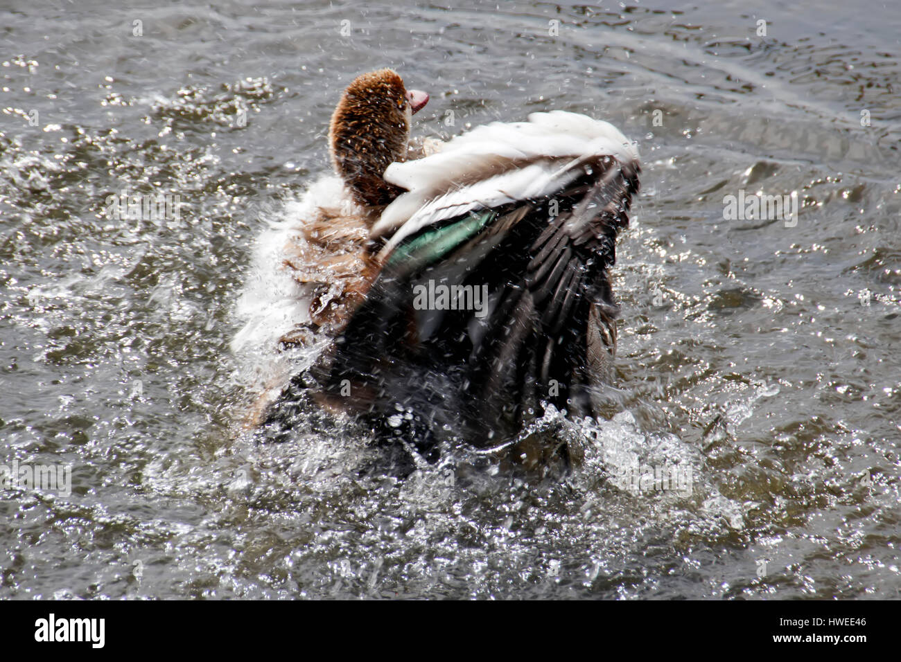 Long Legged Duck High Resolution Stock Photography and Images - Alamy