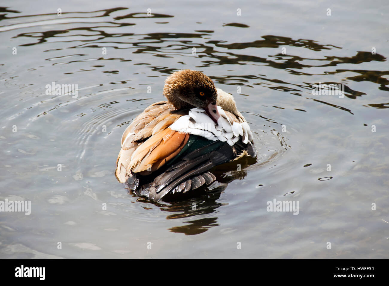 Long Legged Duck washes feathers in the water Stock Photo - Alamy
