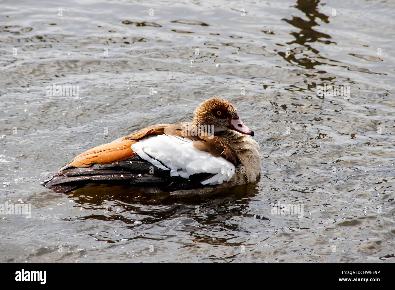 Long legged duck hi-res stock photography and images - Alamy