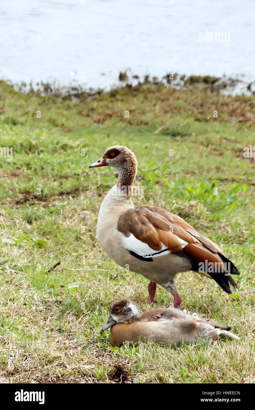 Long legged duck duckling on hi-res stock photography and images - Alamy