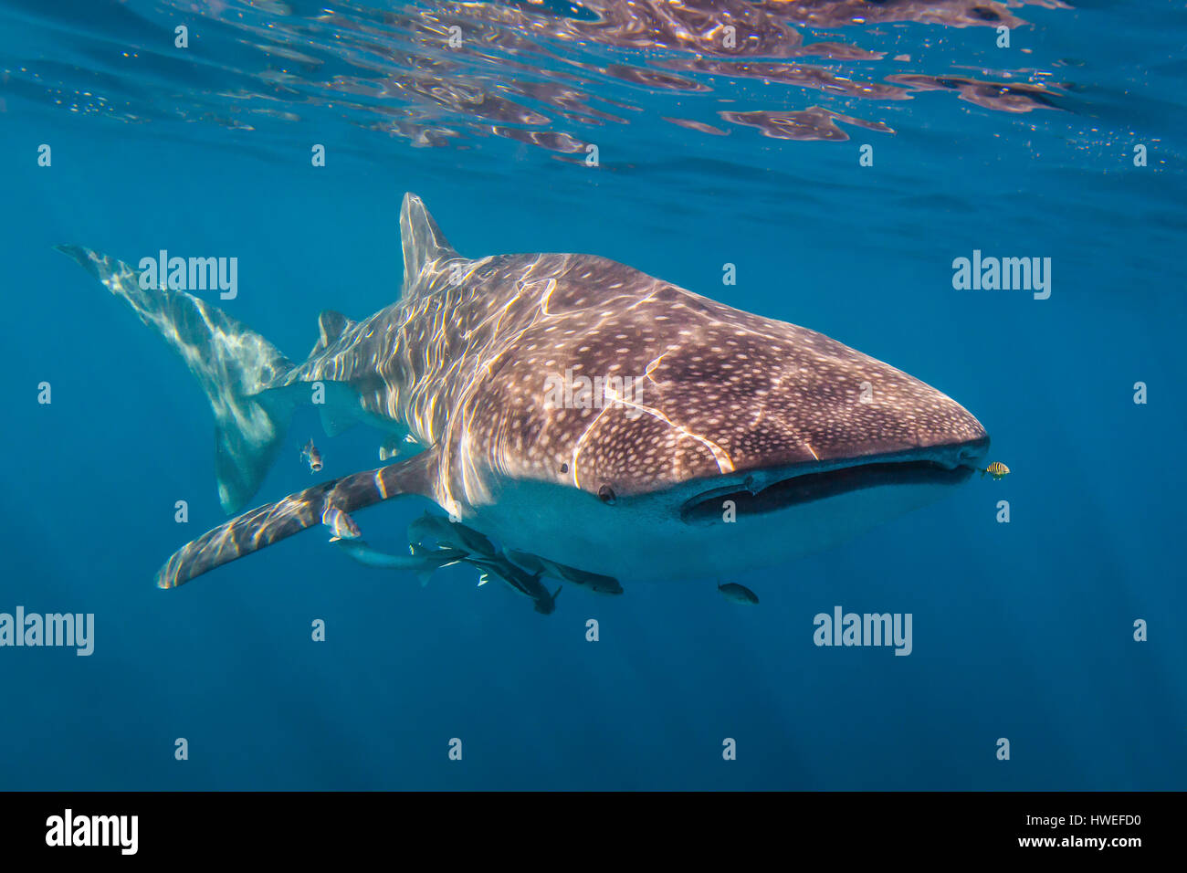 Whale Shark (Rhincodon typus Stock Photo - Alamy