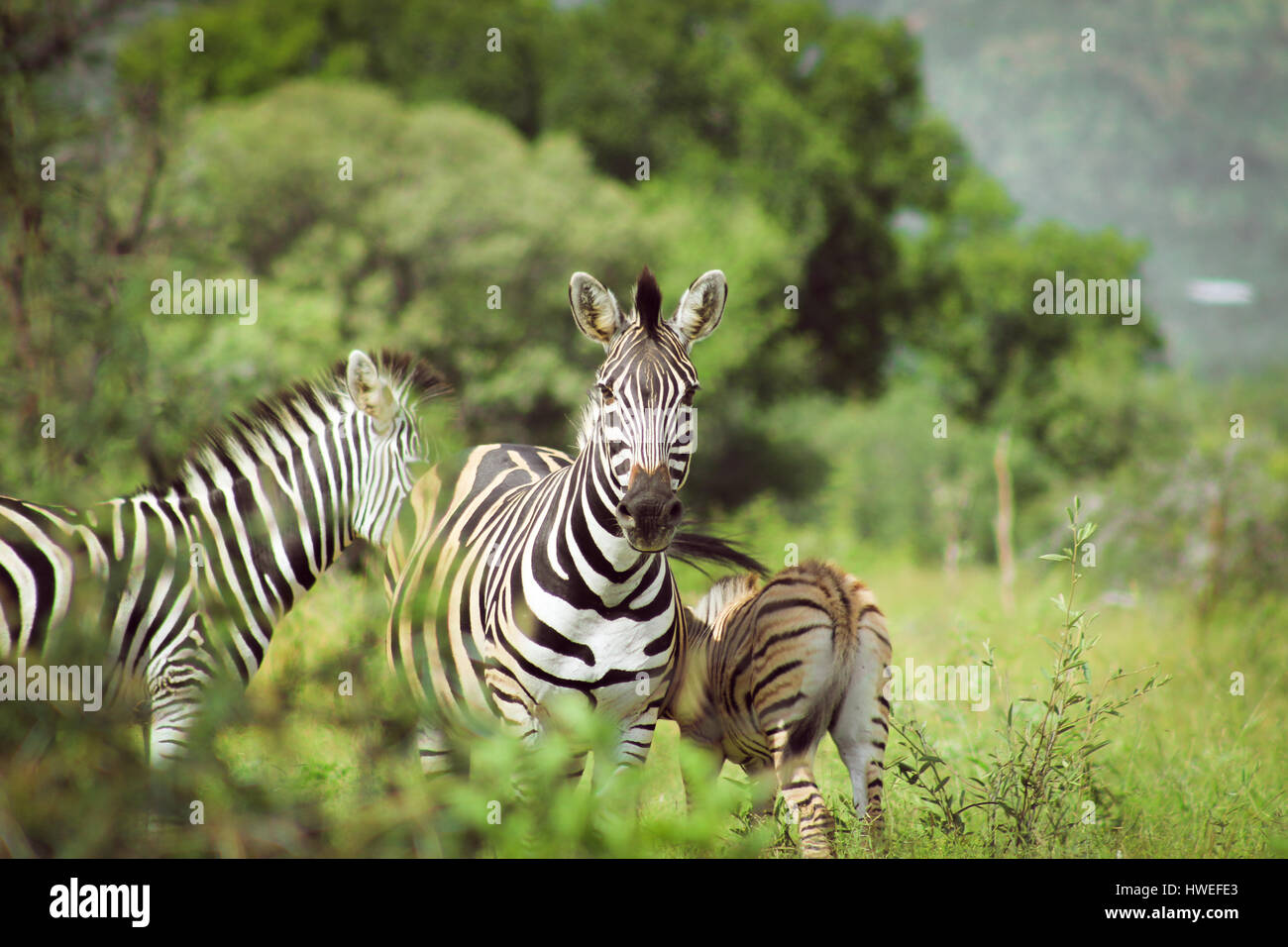 Zebra family hi-res stock photography and images - Alamy