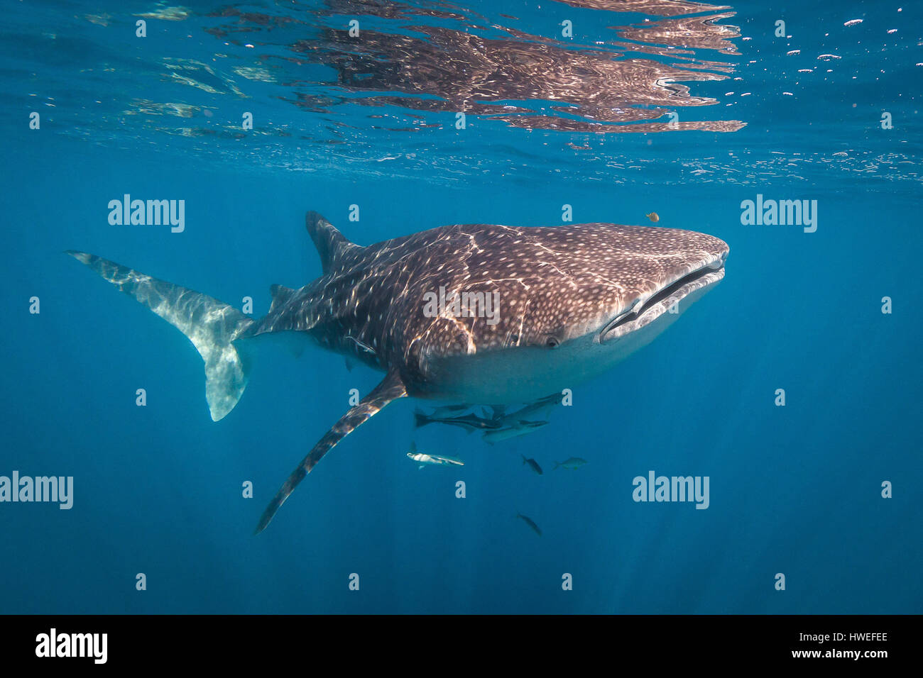 Whale Shark (Rhincodon typus Stock Photo - Alamy