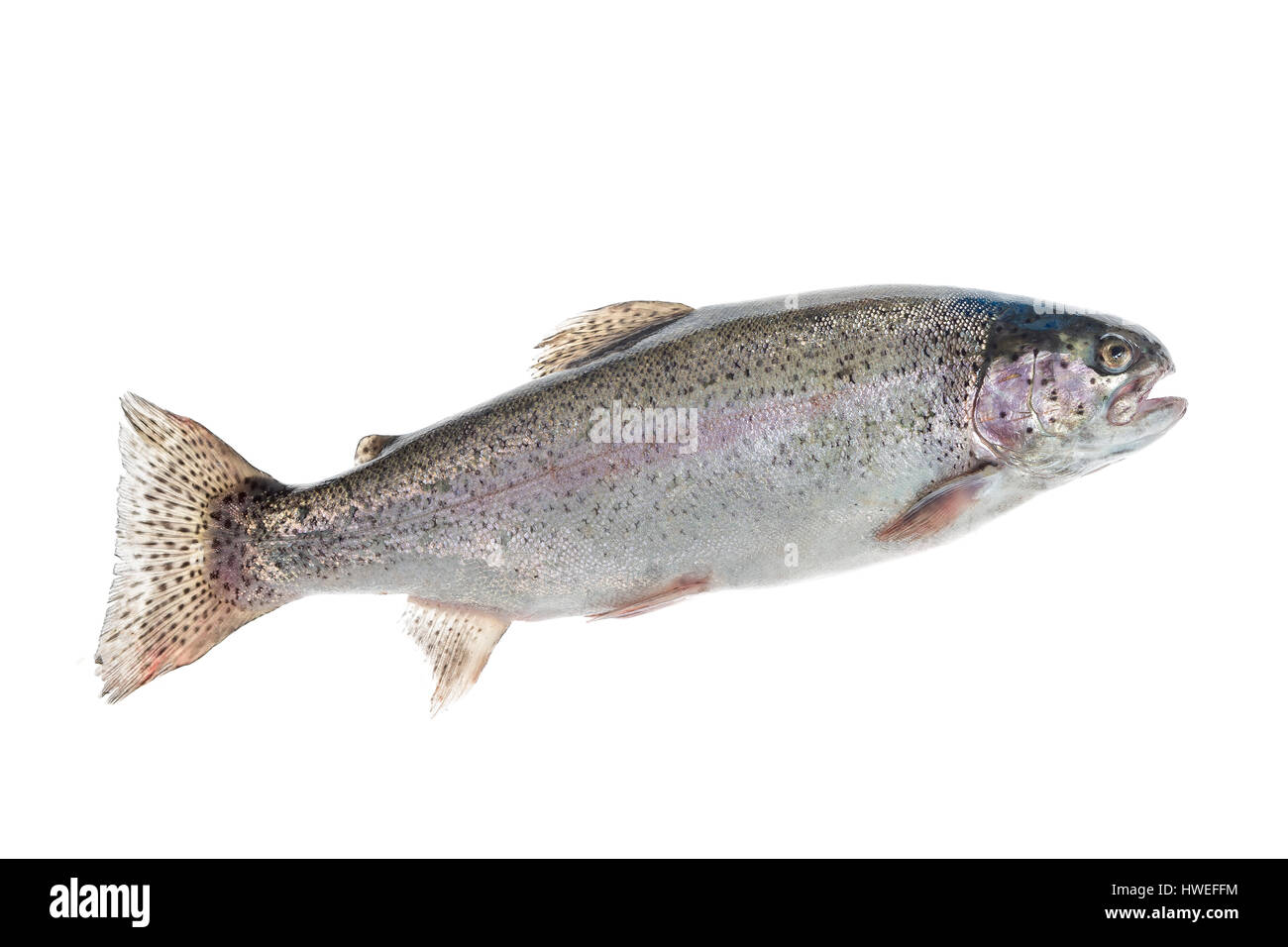 Trout breed hi-res stock photography and images - Alamy