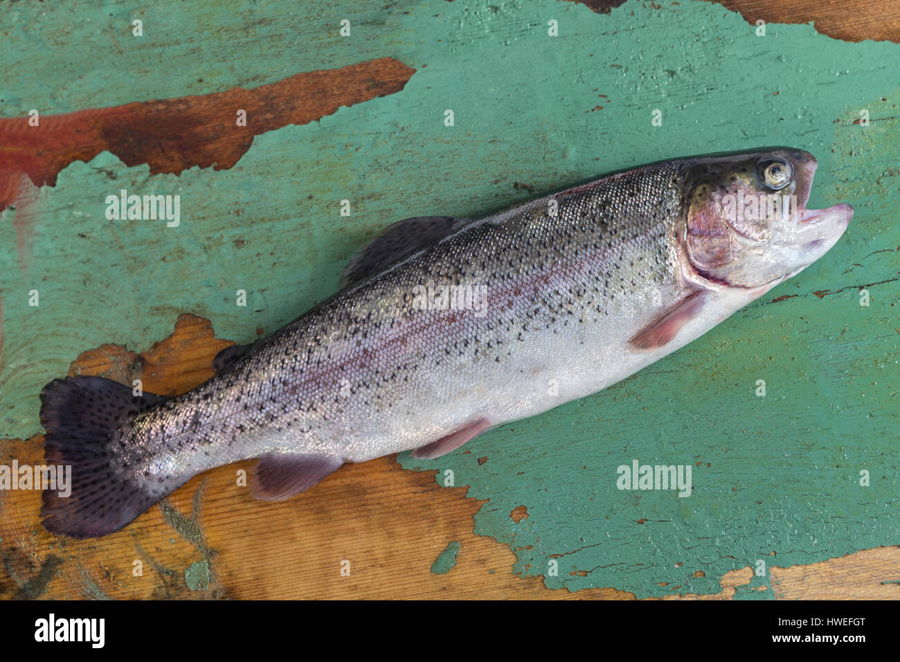 Raimbow fish hi-res stock photography and images - Alamy