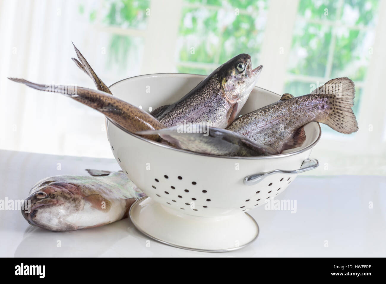 Fario trout hi-res stock photography and images - Alamy