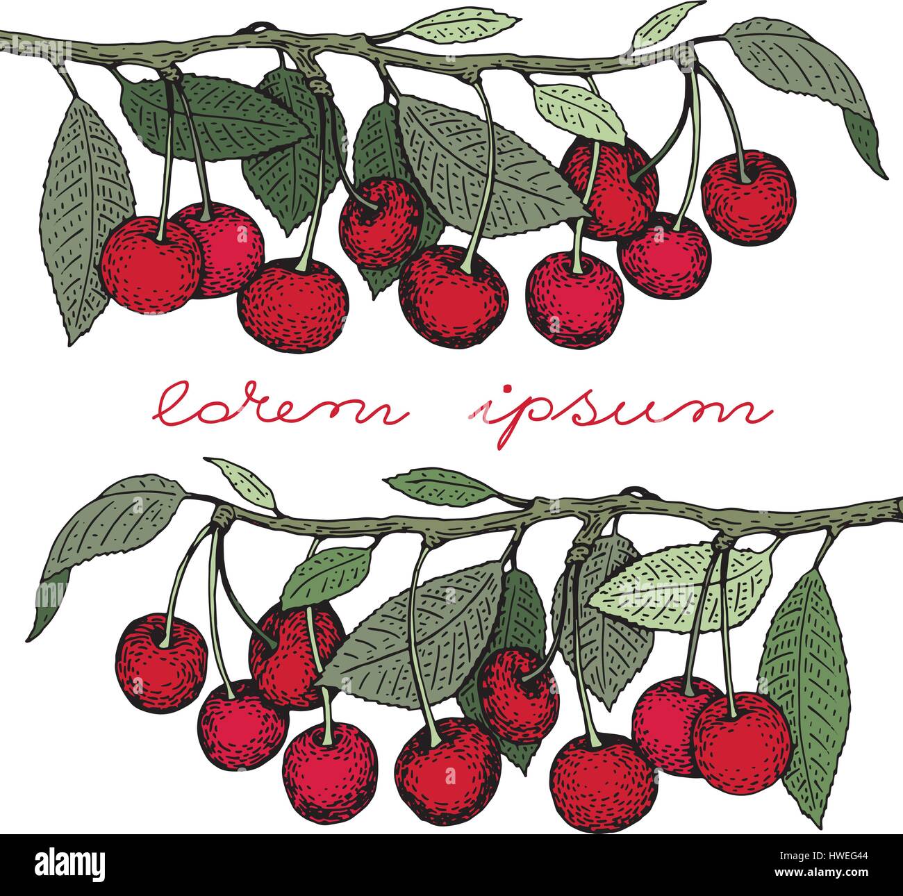 vector cherry greeting card template. Can be use for background, design ...