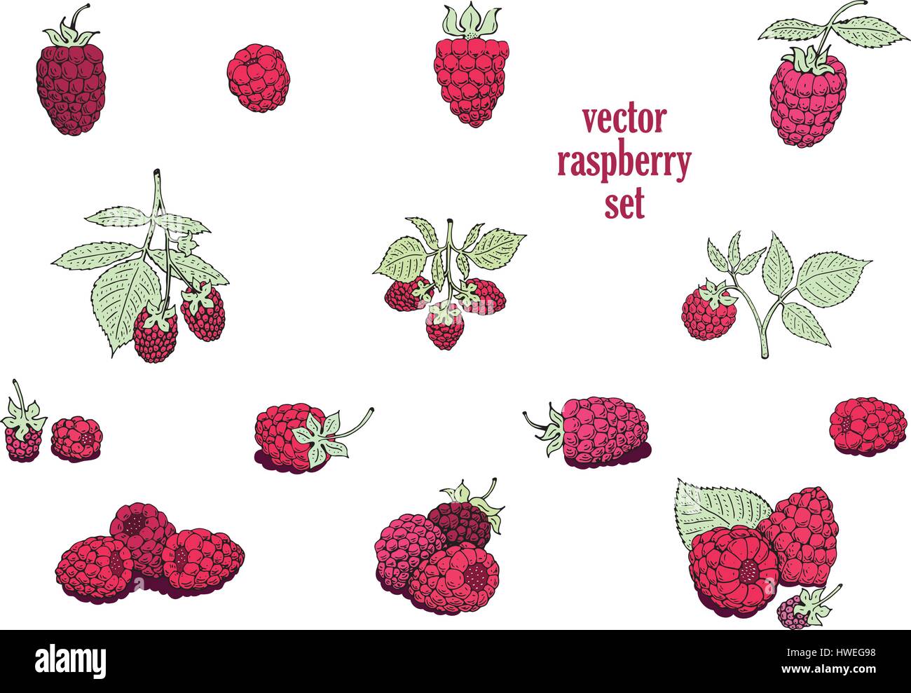 vector raspberry logo template. Can be use for background, design ...