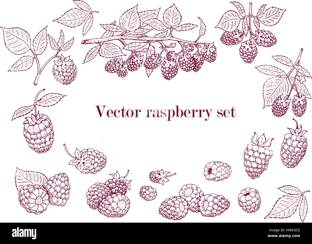 vector raspberry logo template. Can be use for background, design ...
