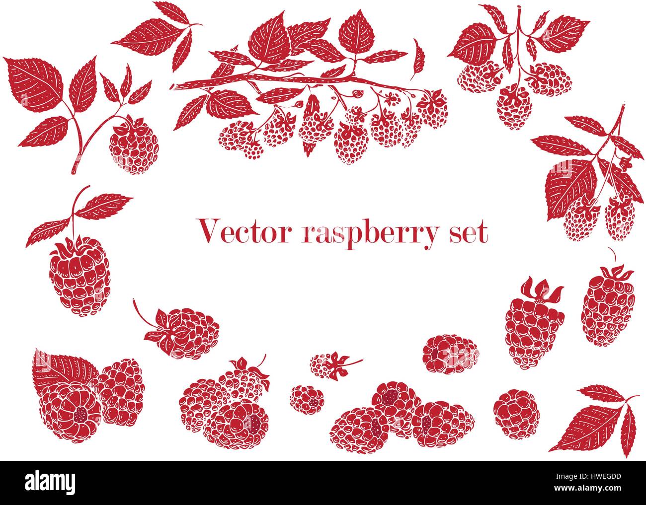 vector raspberry logo template. Can be use for background, design ...