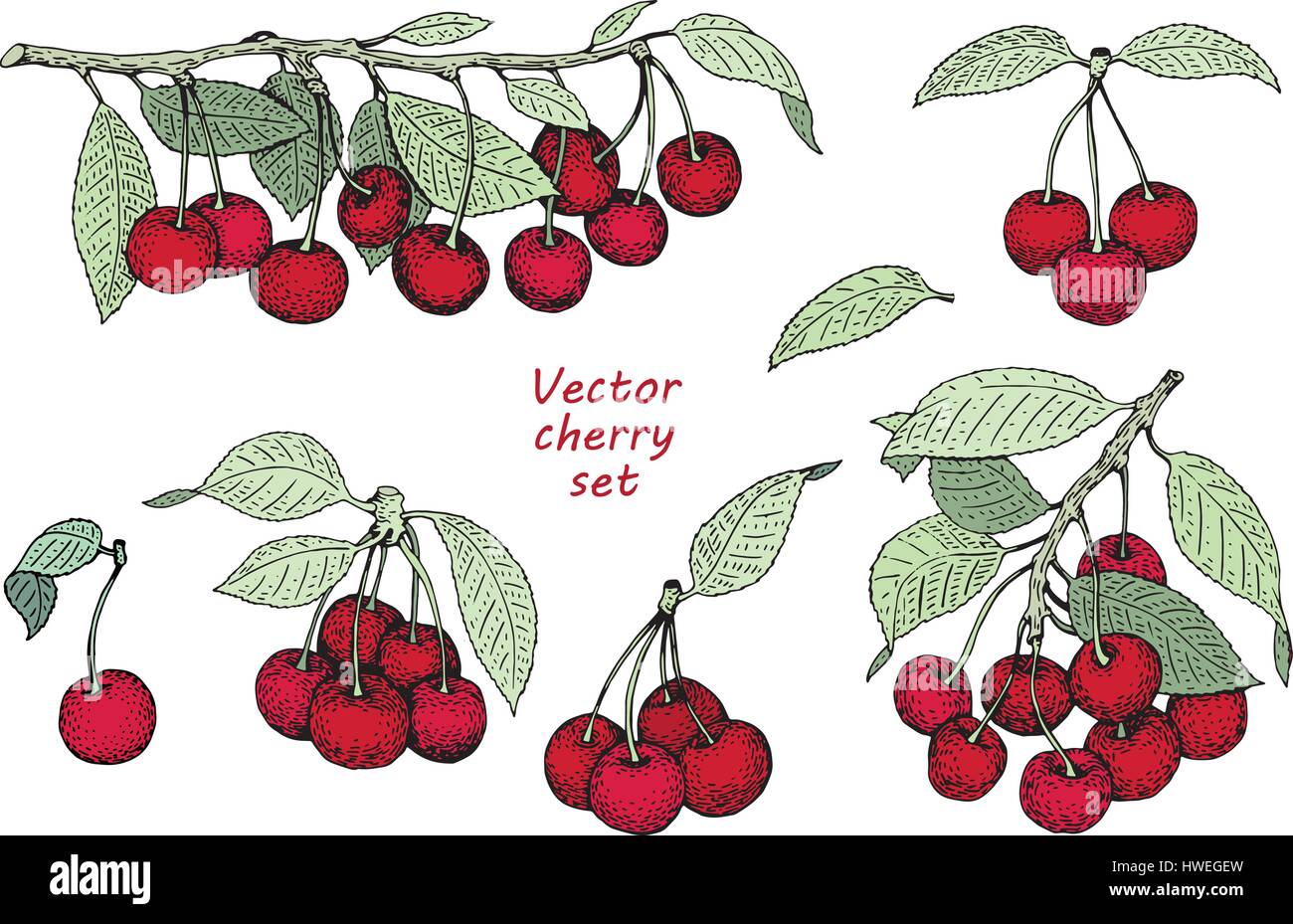vector cherry logo template. Can be use for background, design ...