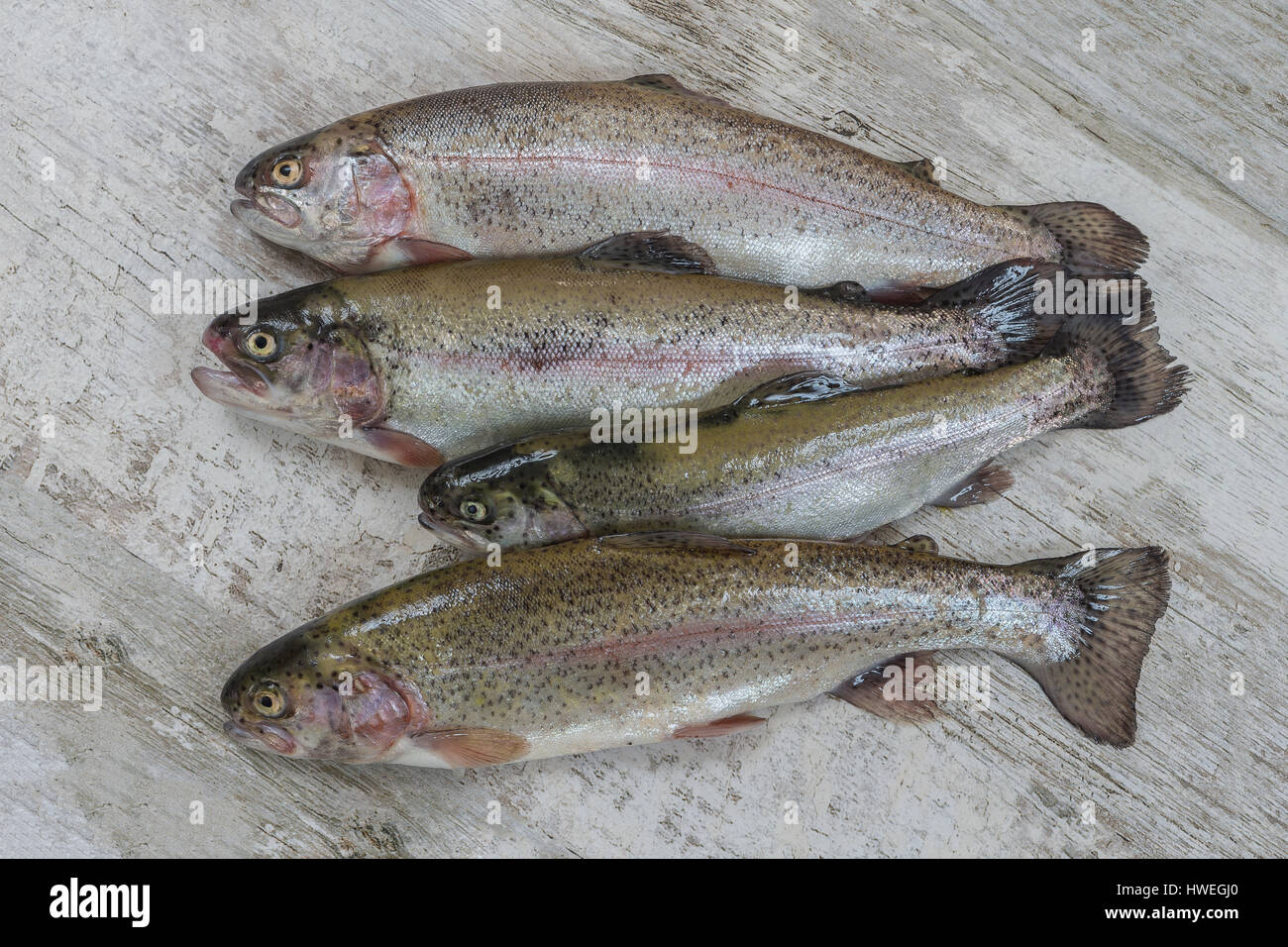 Four freshly caught fish hi-res stock photography and images - Alamy