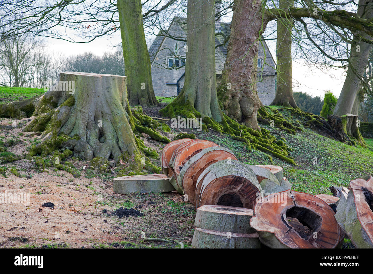 Fallen tree wood stack hi-res stock photography and images - Alamy