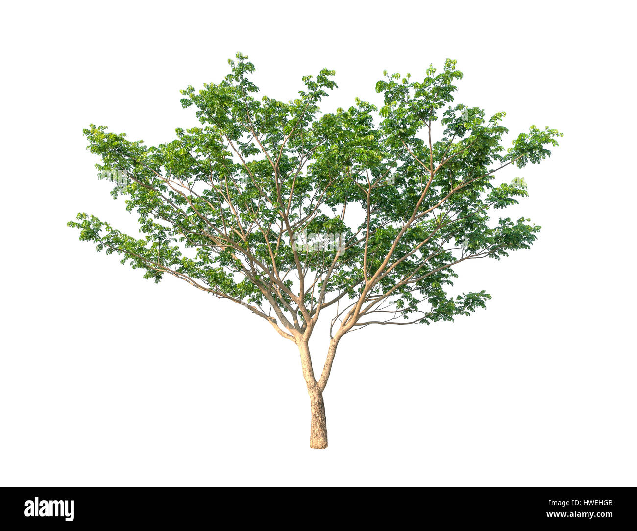 Tree on white background Stock Photo - Alamy