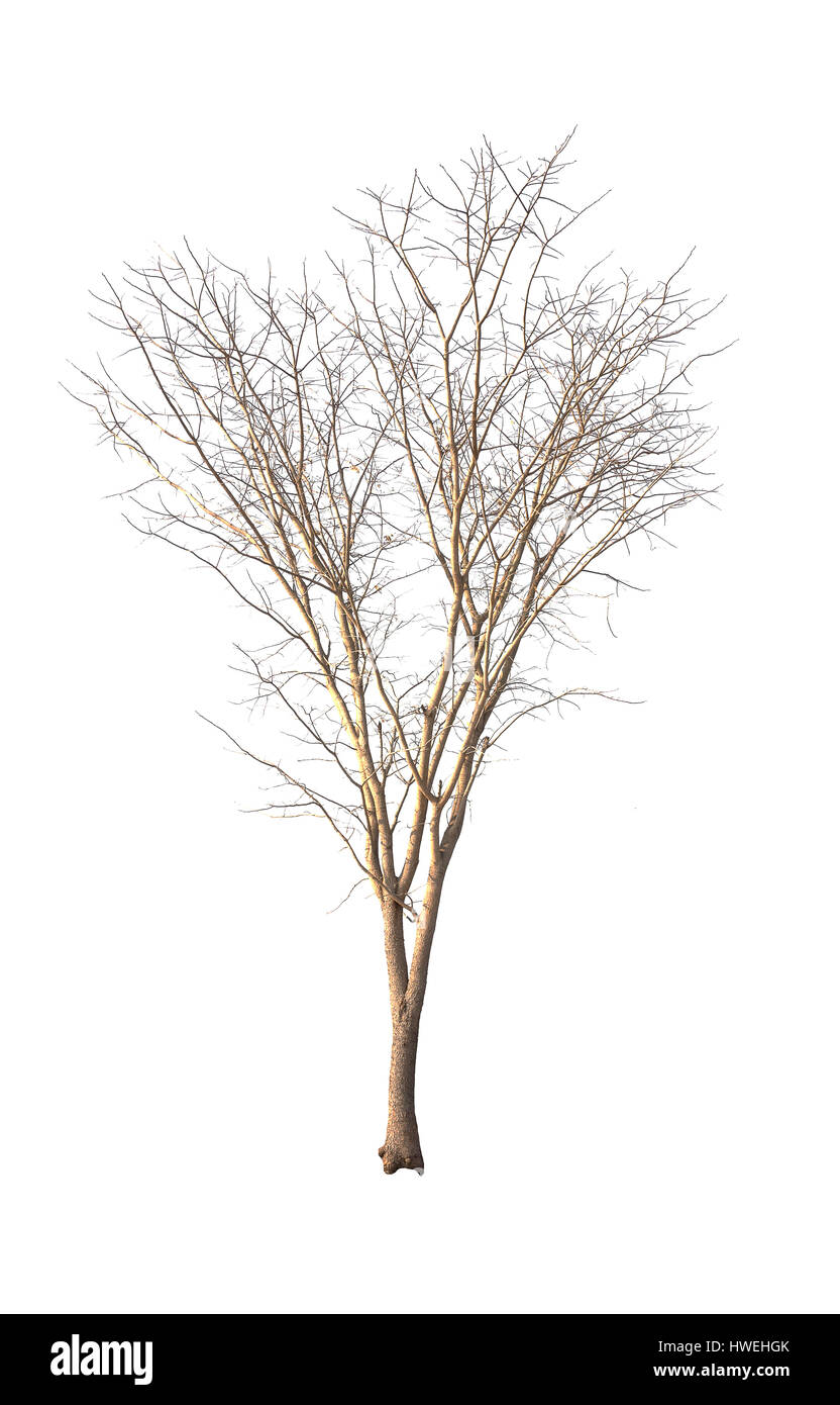 Tree on white background Stock Photo - Alamy