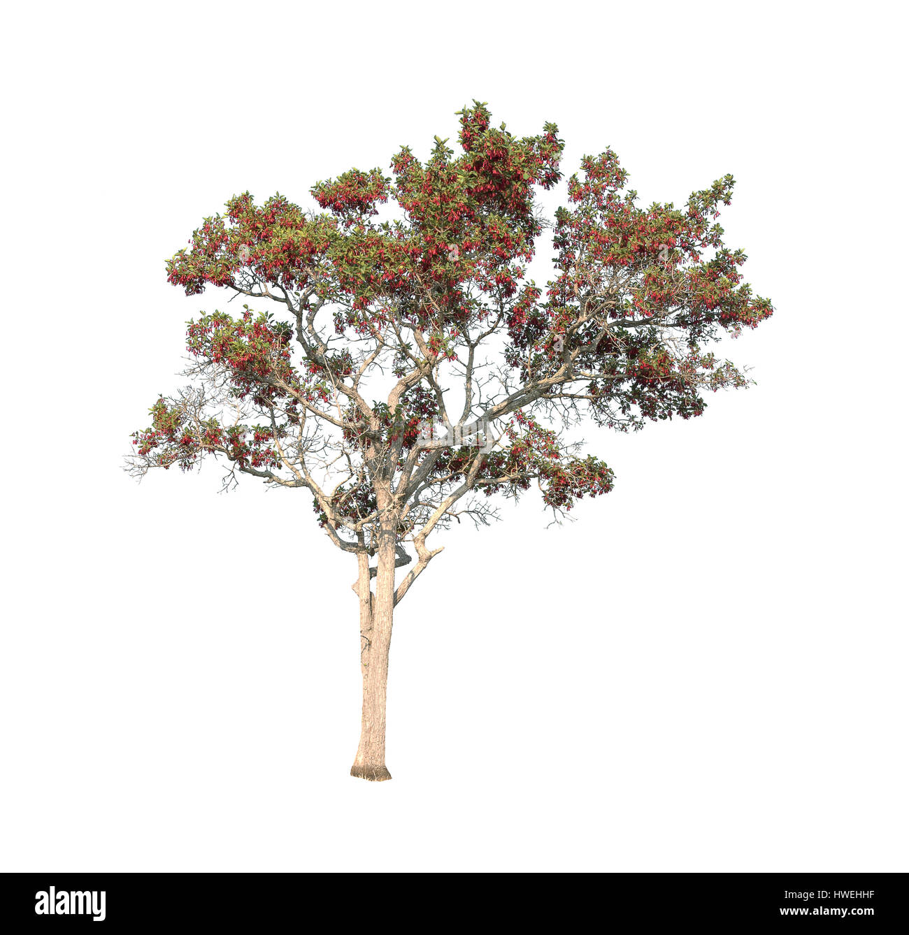 Tree on white background Stock Photo - Alamy