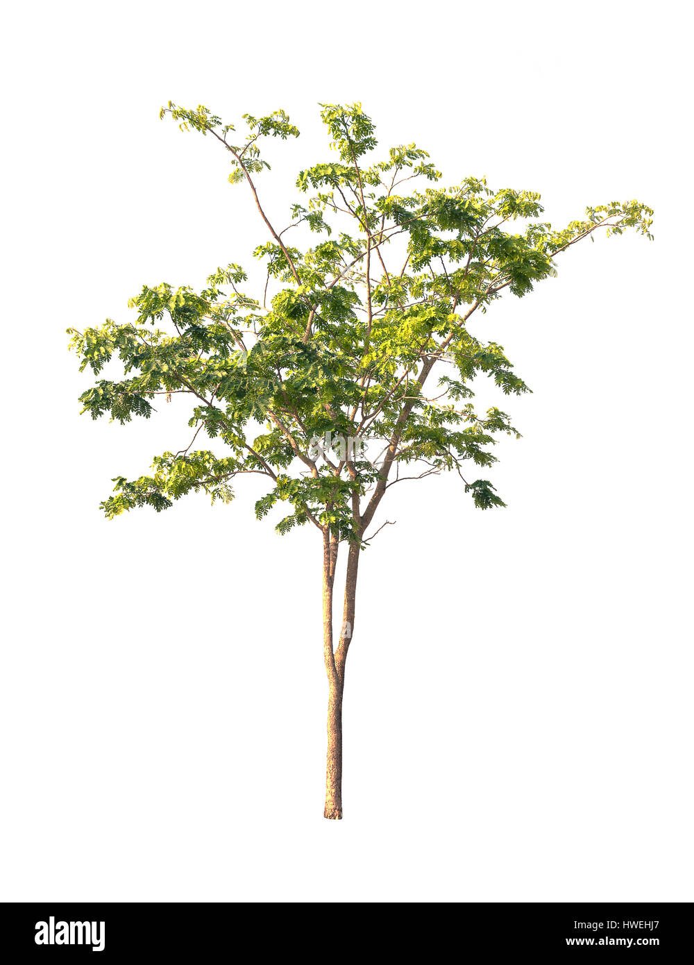 Tree on white background Stock Photo - Alamy