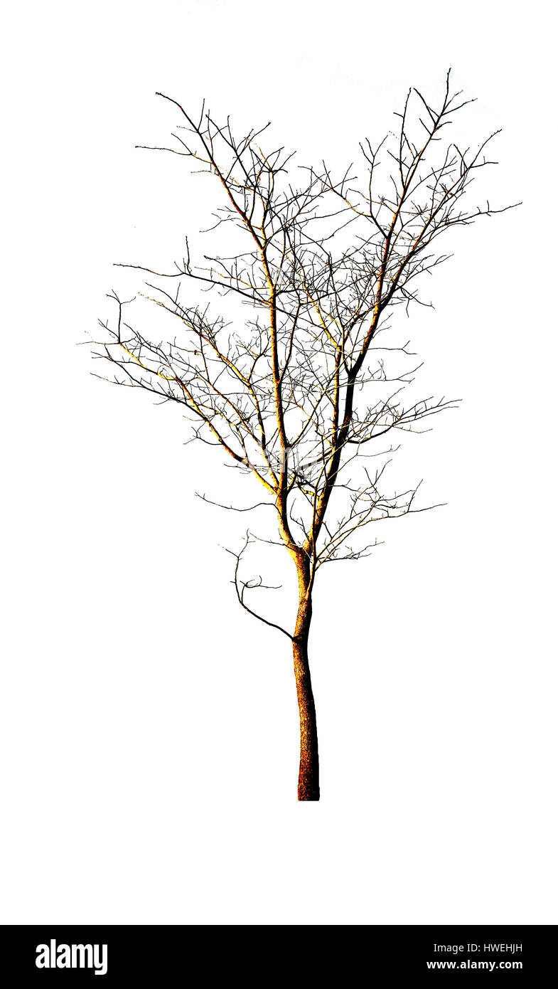 Tree on white background Stock Photo - Alamy