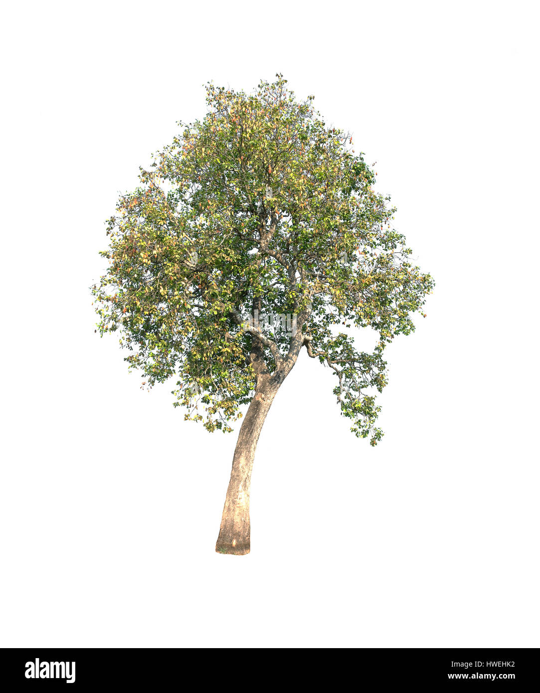 Tree on white background Stock Photo - Alamy