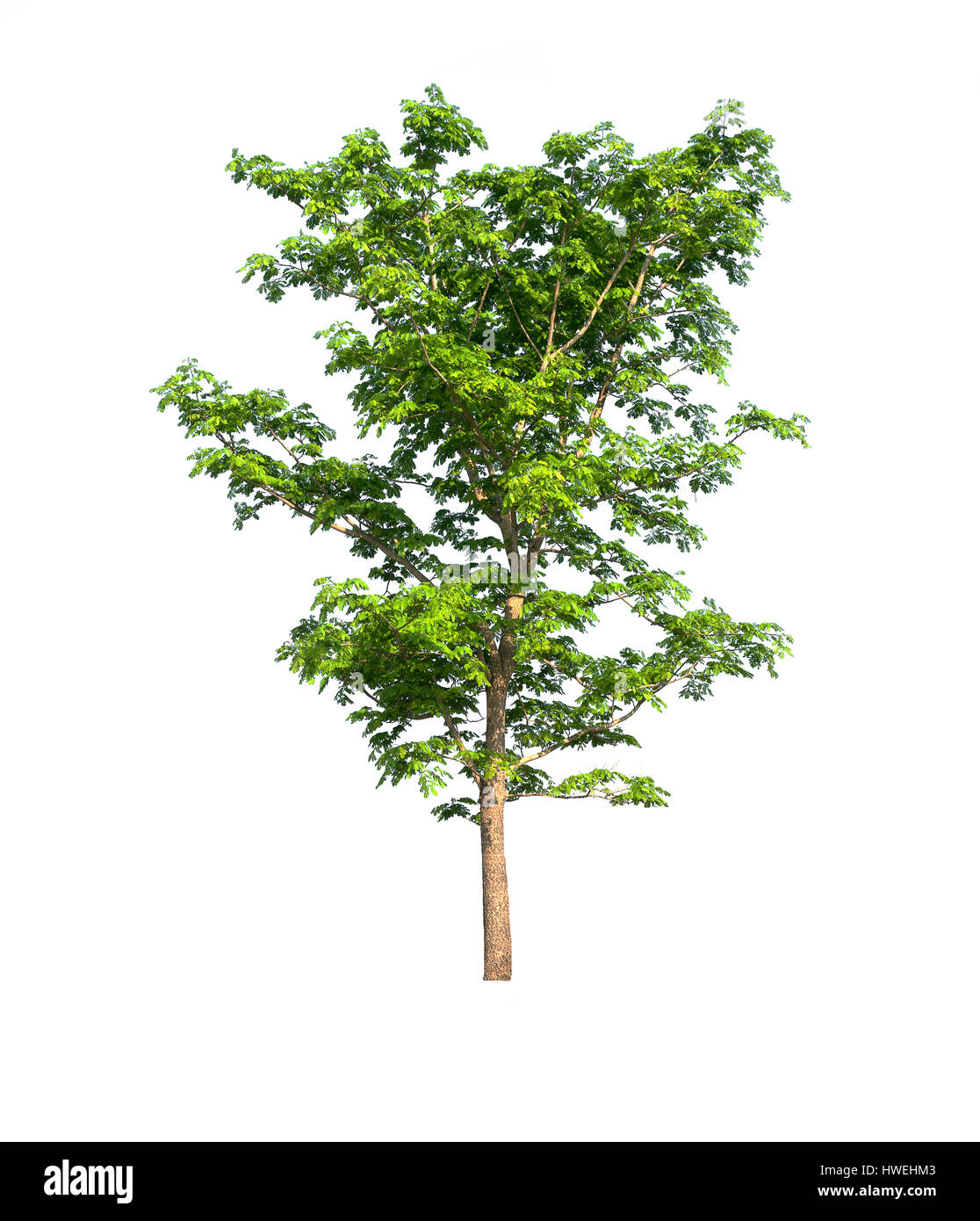 Tree on white background Stock Photo - Alamy
