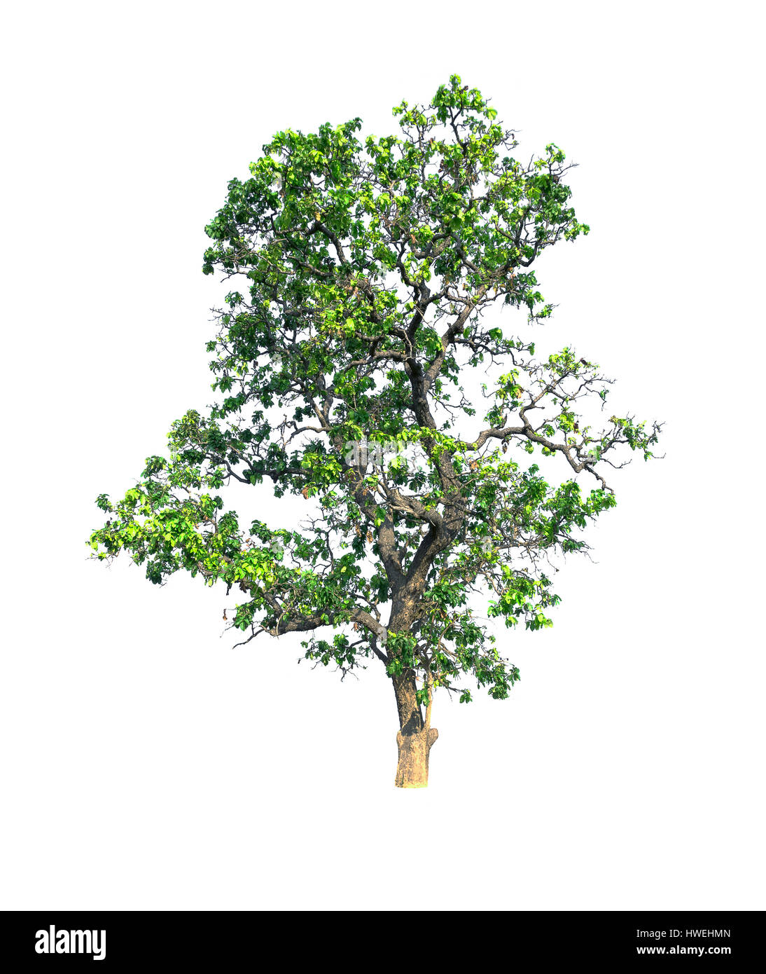 Tree on white background Stock Photo - Alamy