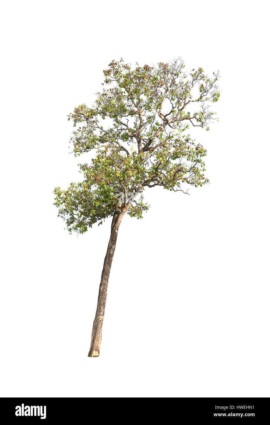Tree on white background Stock Photo - Alamy
