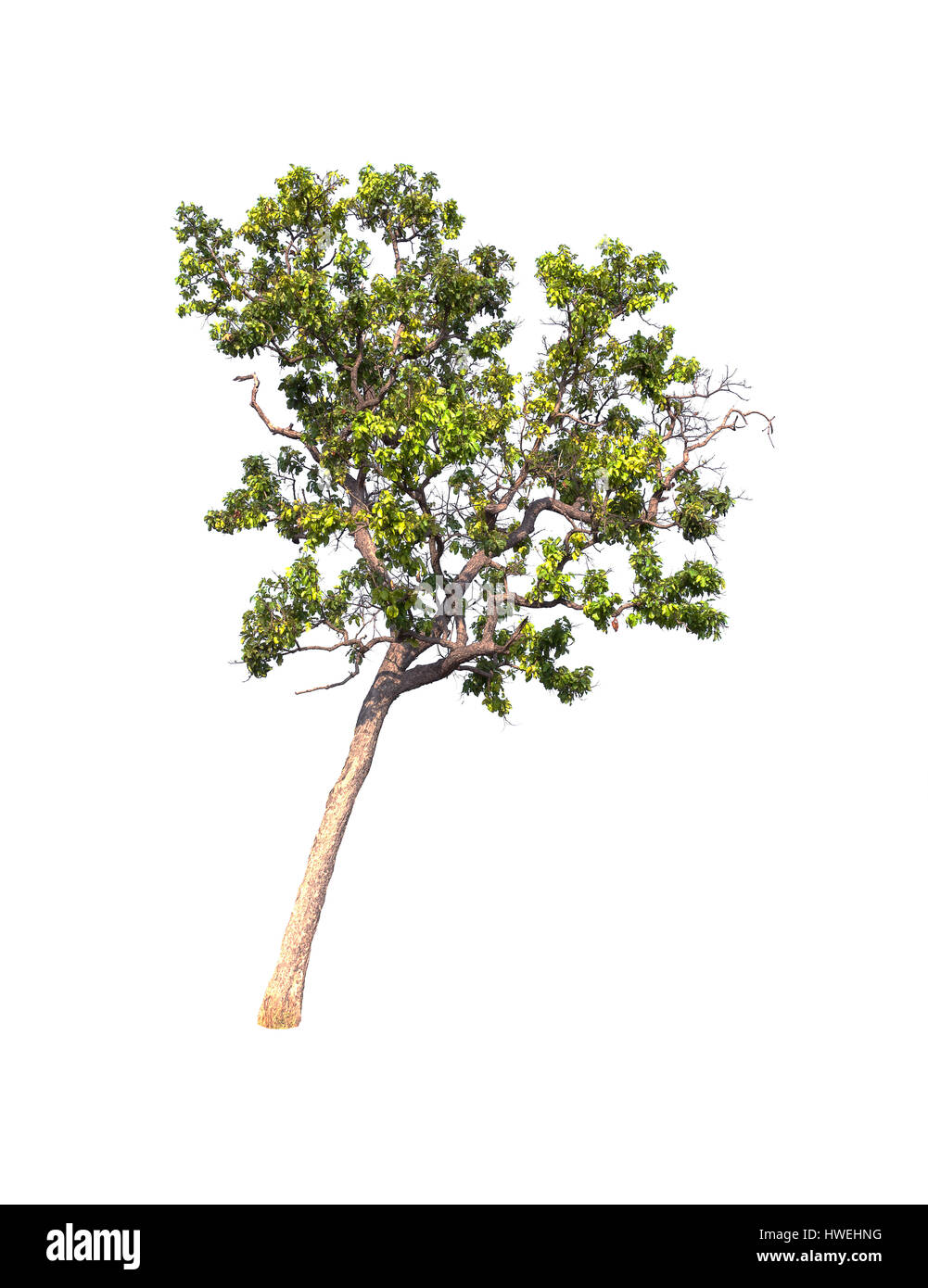 Tree on white background Stock Photo - Alamy