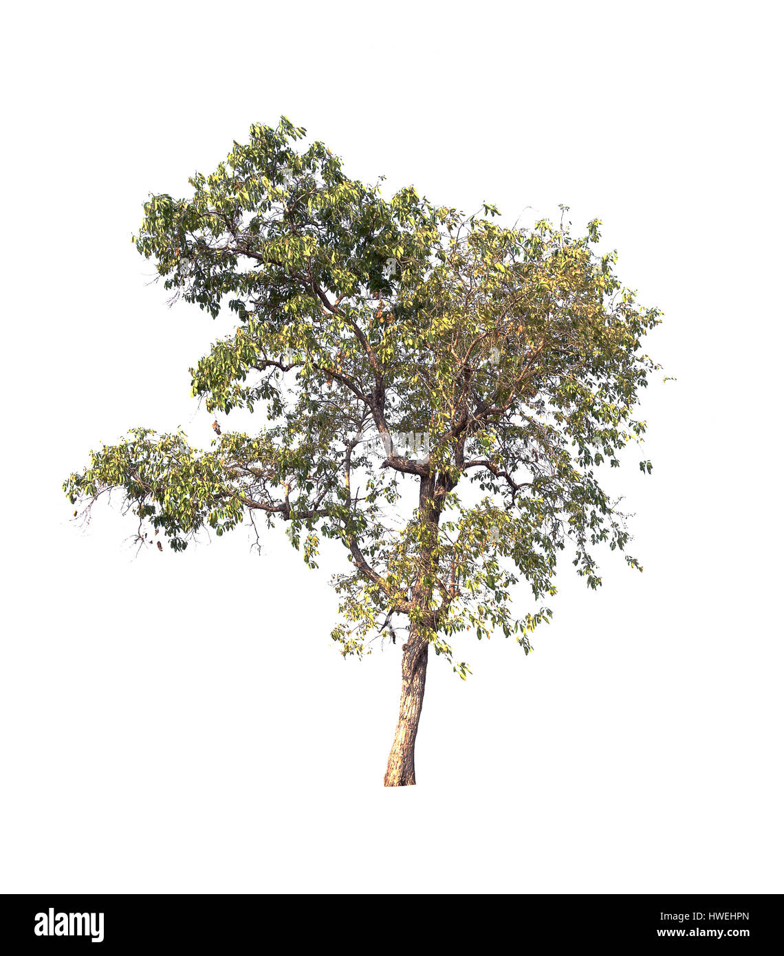 Tree on white background Stock Photo - Alamy