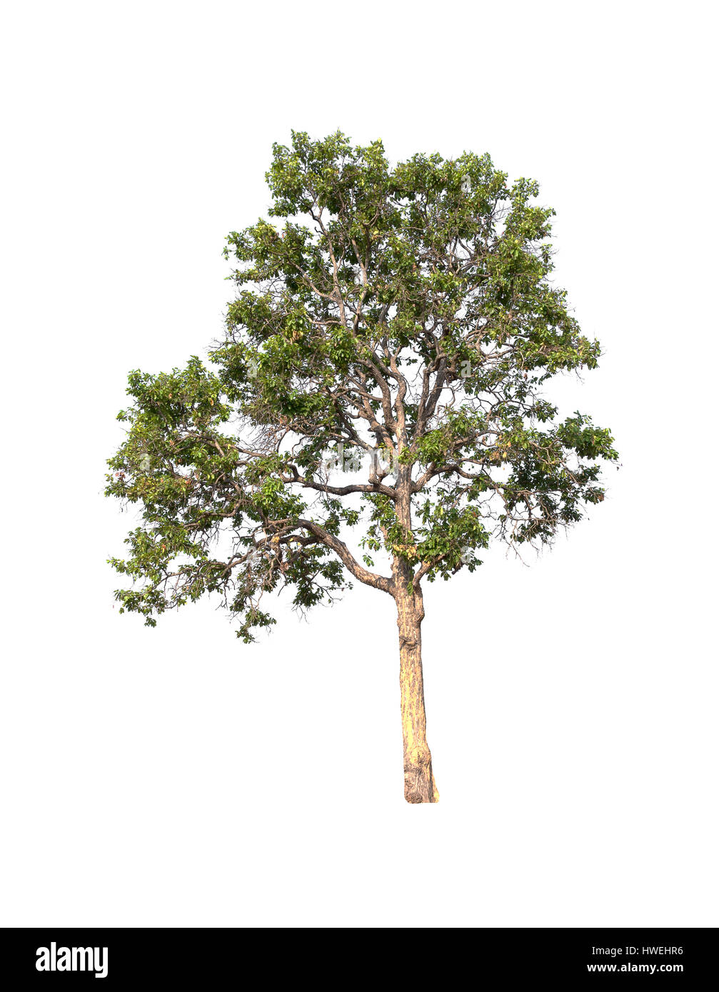 Tree on white background Stock Photo - Alamy