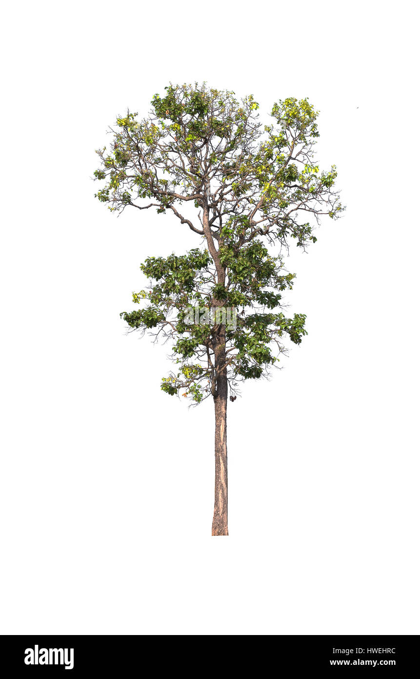 Tree on white background Stock Photo - Alamy