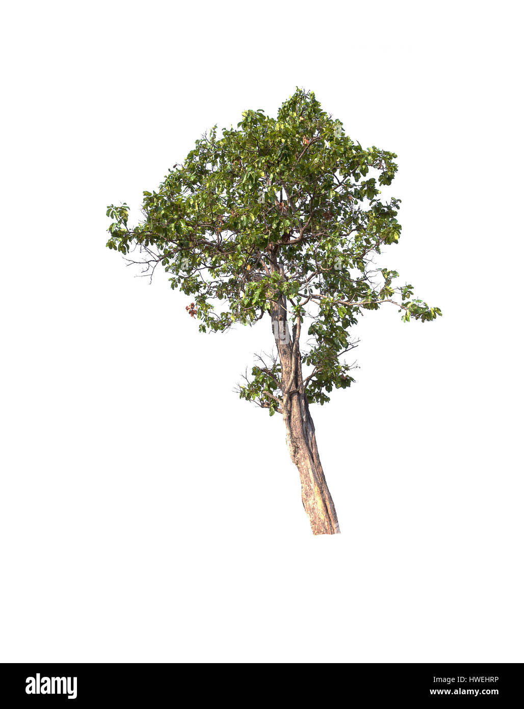 Tree on white background Stock Photo - Alamy