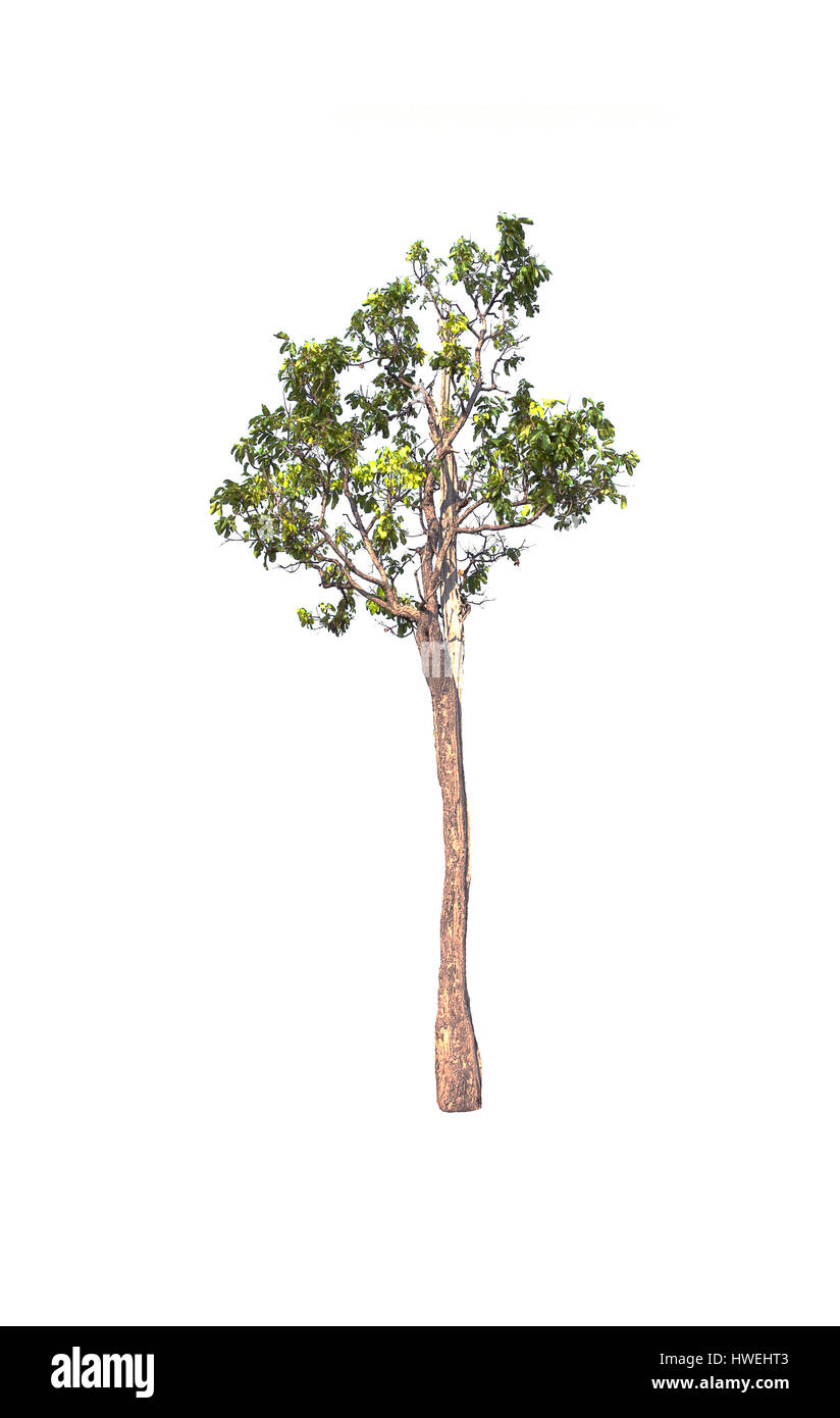 Tree on white background Stock Photo - Alamy
