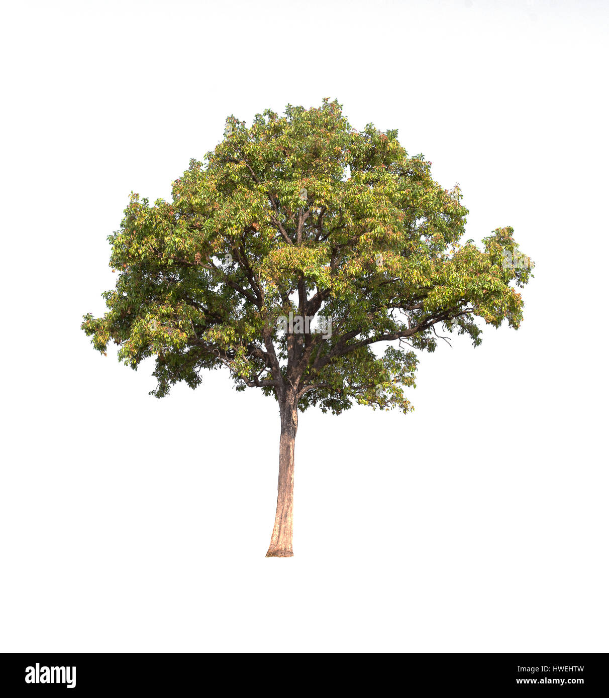 Tree on white background Stock Photo - Alamy