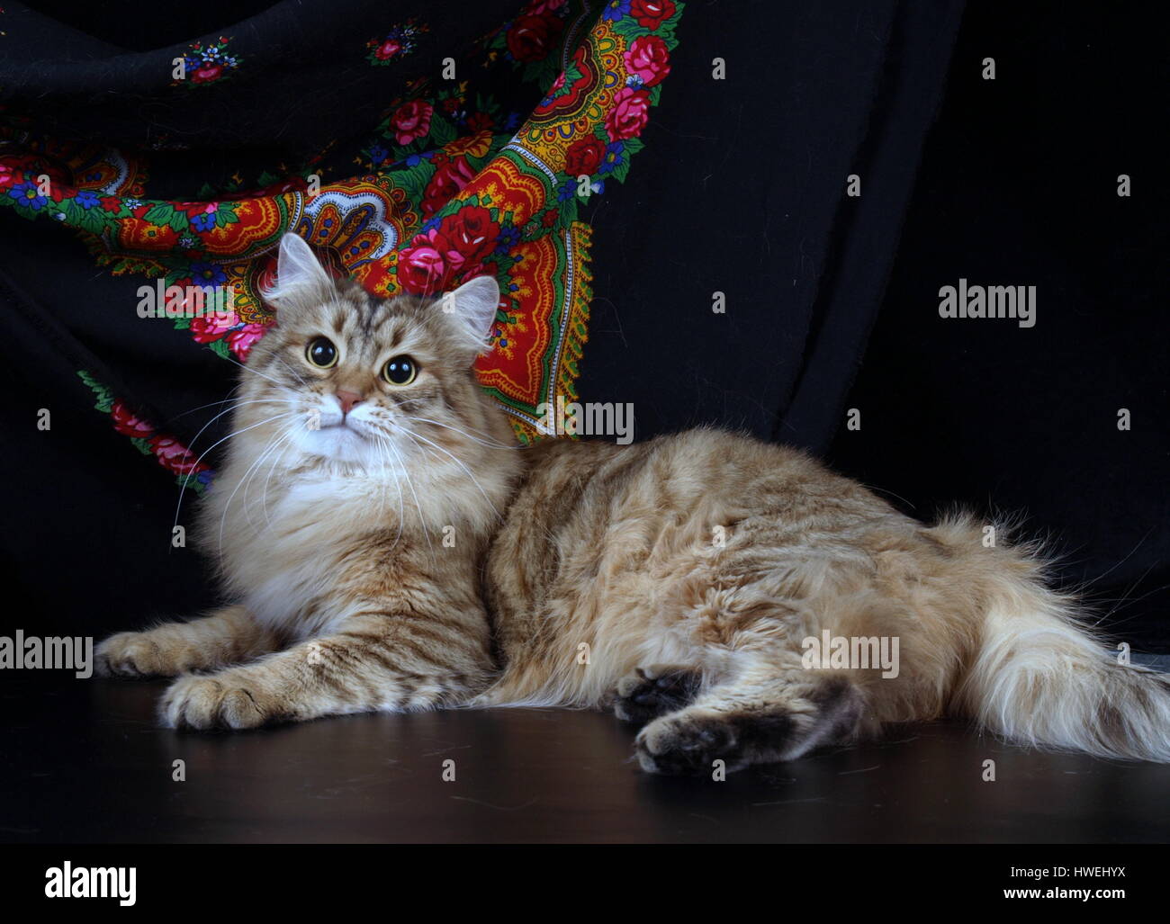 Cute cats, furry pets and friends. Domestic cat Stock Photo - Alamy