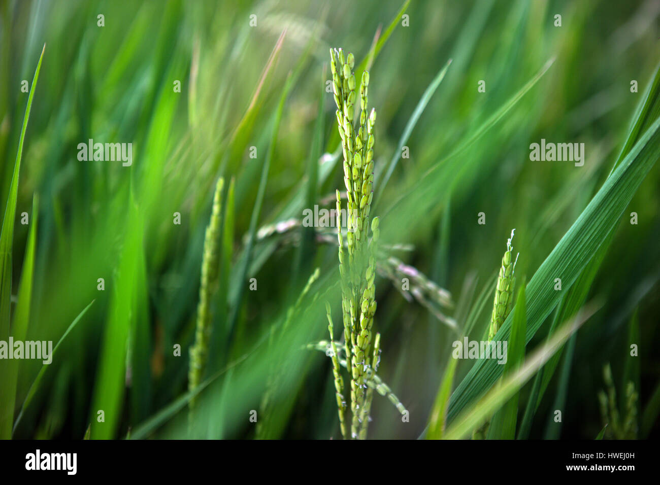Govithana hi-res stock photography and images - Alamy