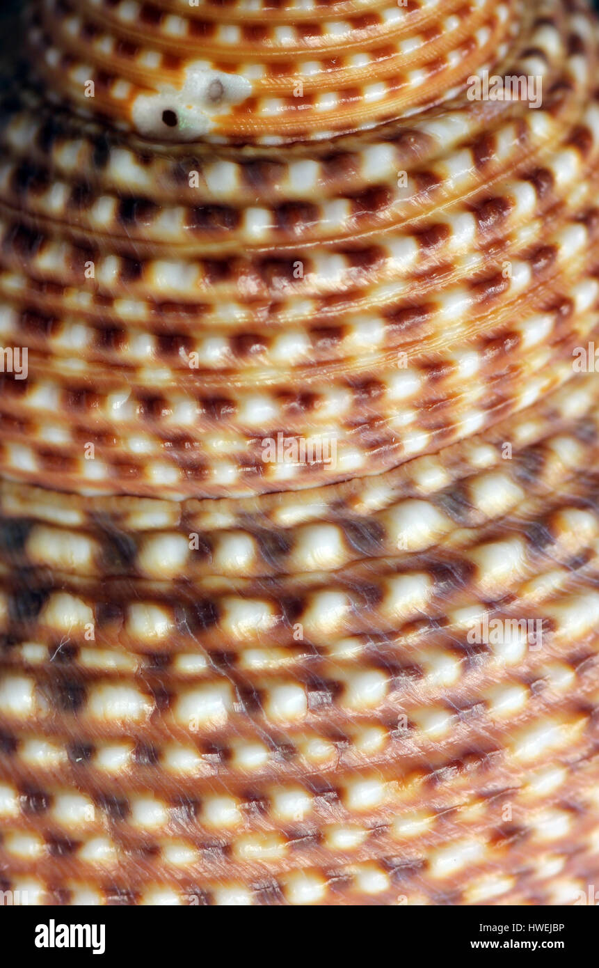 spiral sea shell macro image Stock Photo - Alamy