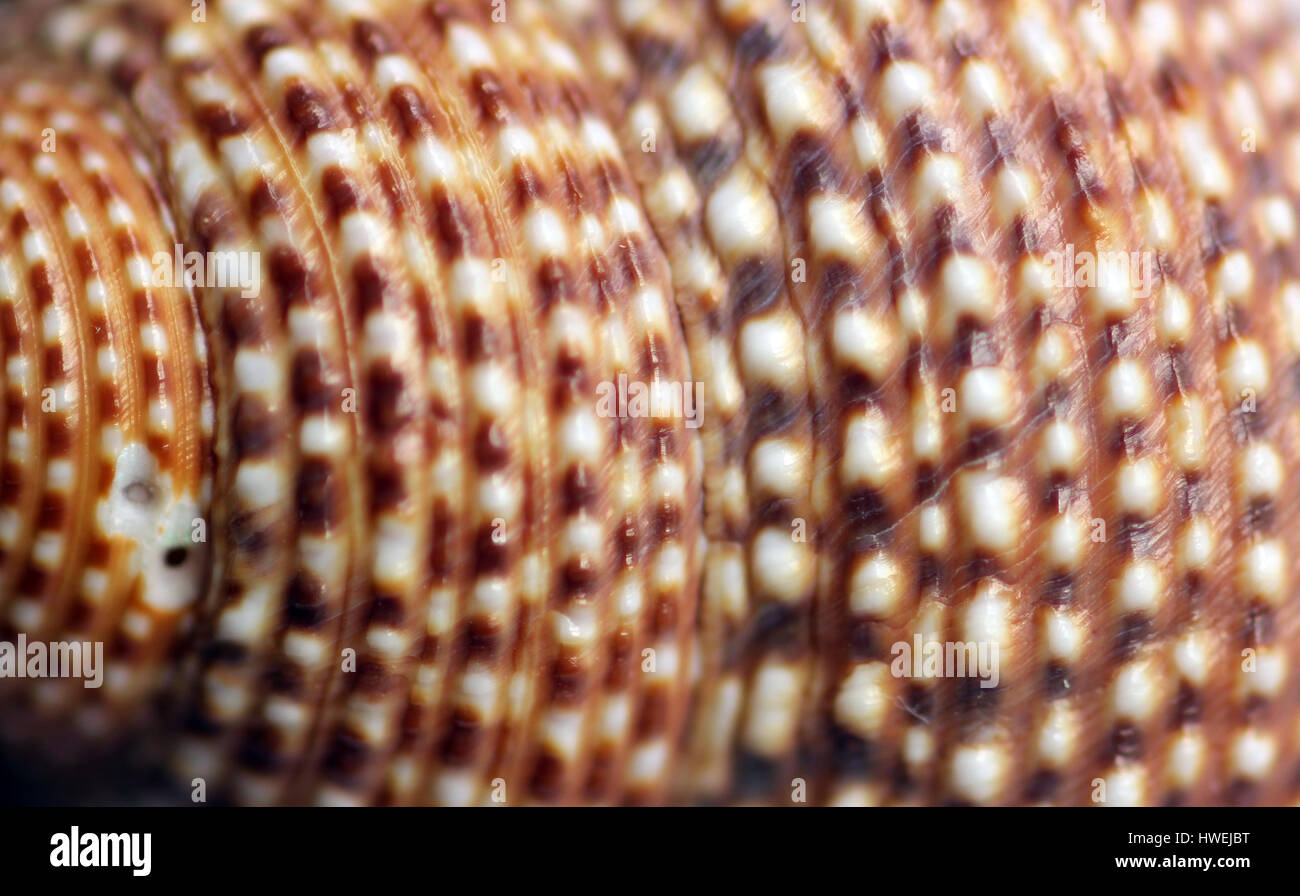 spiral sea shell macro image Stock Photo - Alamy