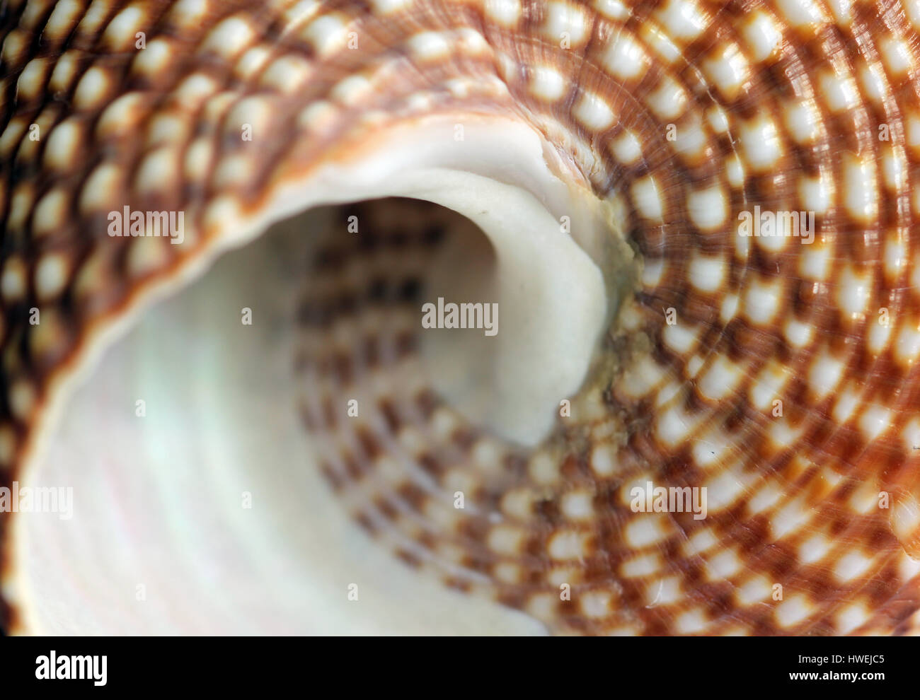 spiral sea shell macro image Stock Photo - Alamy