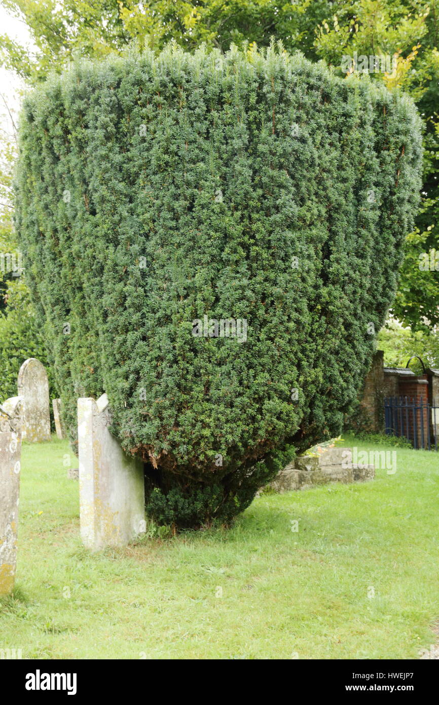 Yew tree in Bere Regis Church yard,Dorset,UK Stock Photo - Alamy