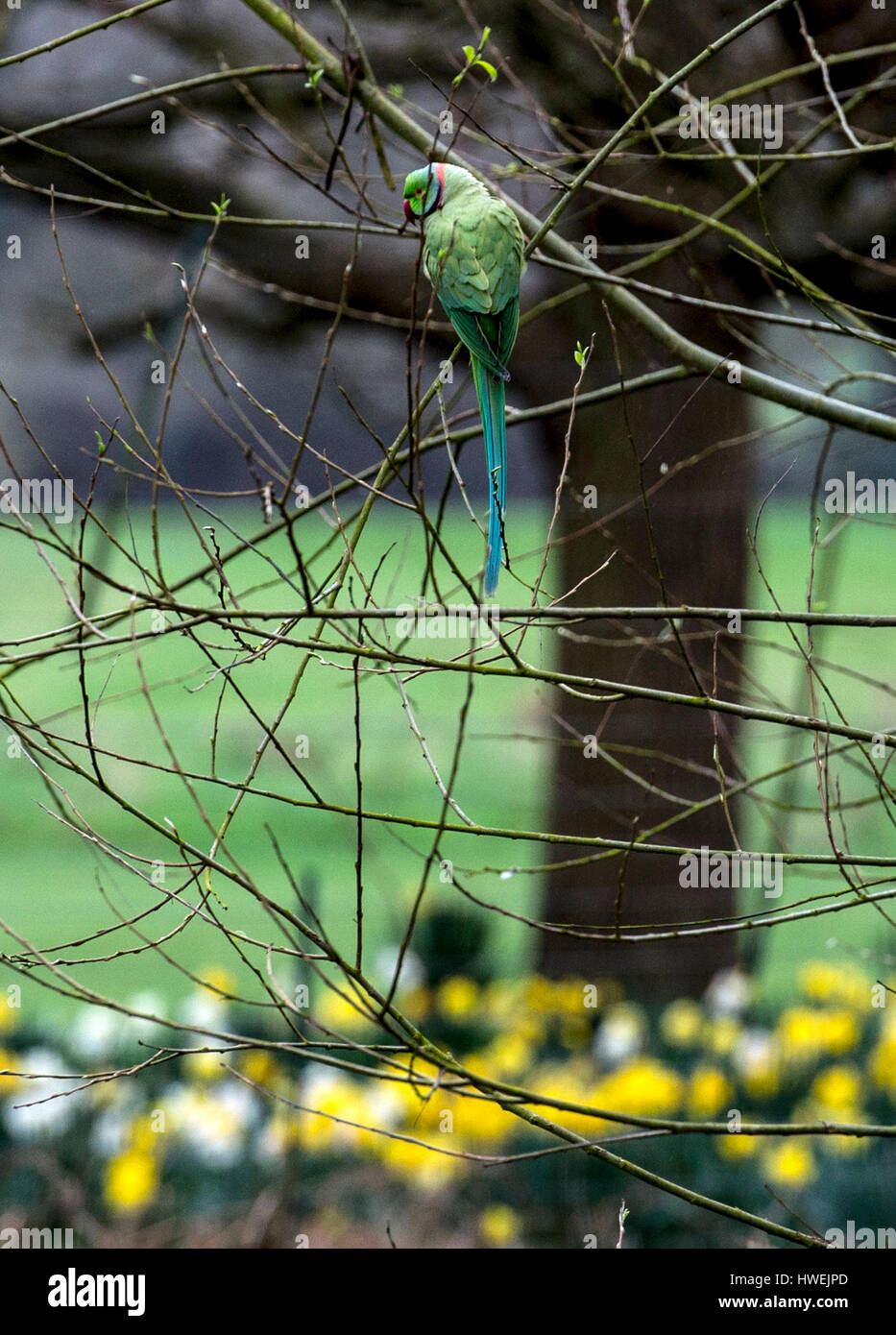 A Parakeet sits on a branch in Richmond Park Stock Photo - Alamy