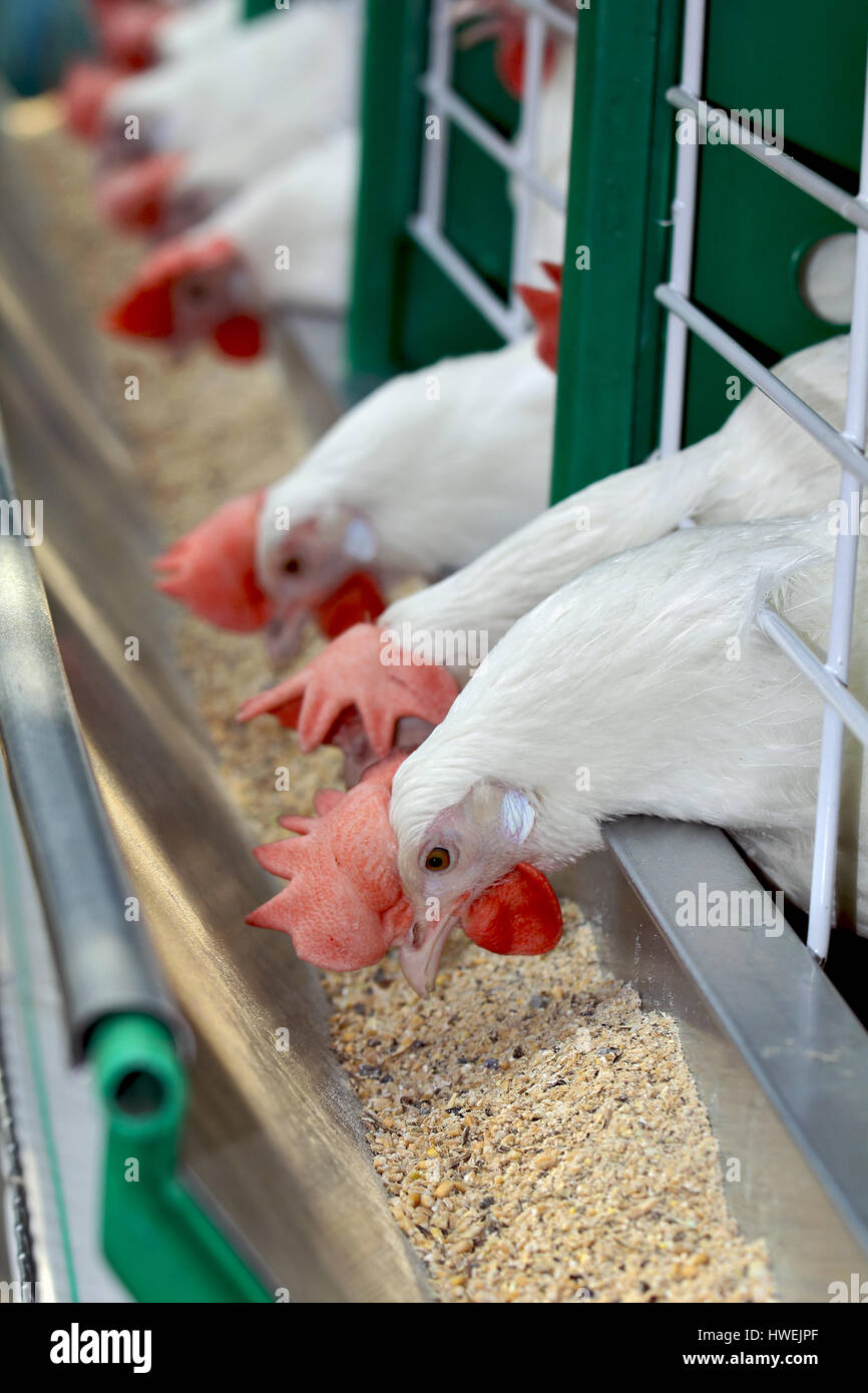 Breeding chickens hi-res stock photography and images - Alamy