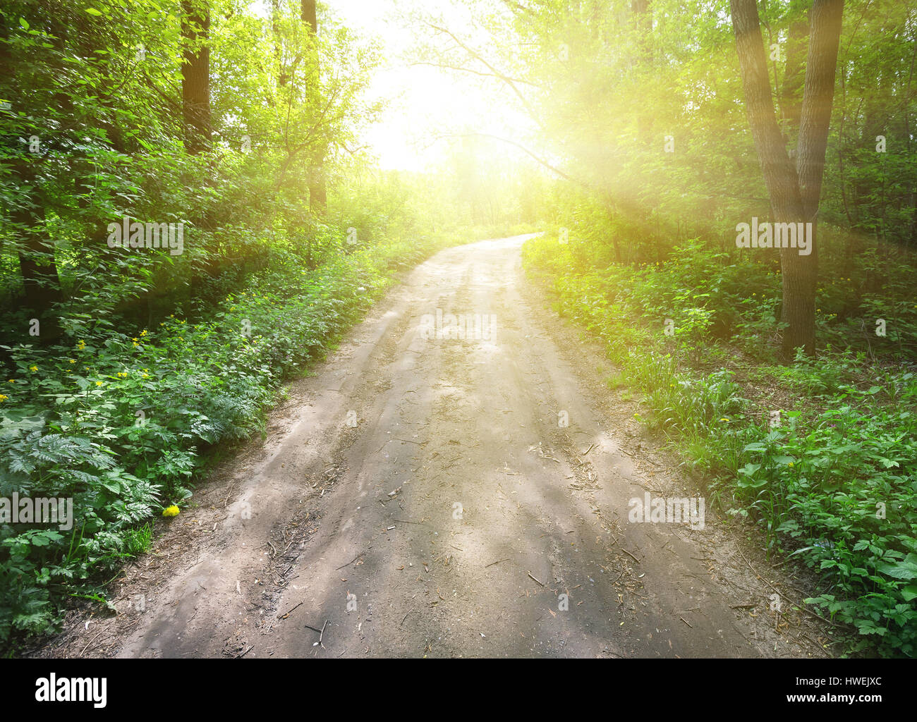 Country road in a green forest leading to bright sun Stock Photo - Alamy