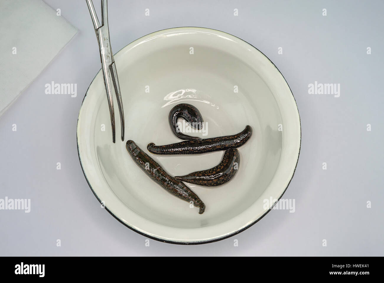 The medical leech on a white background Stock Photo - Alamy