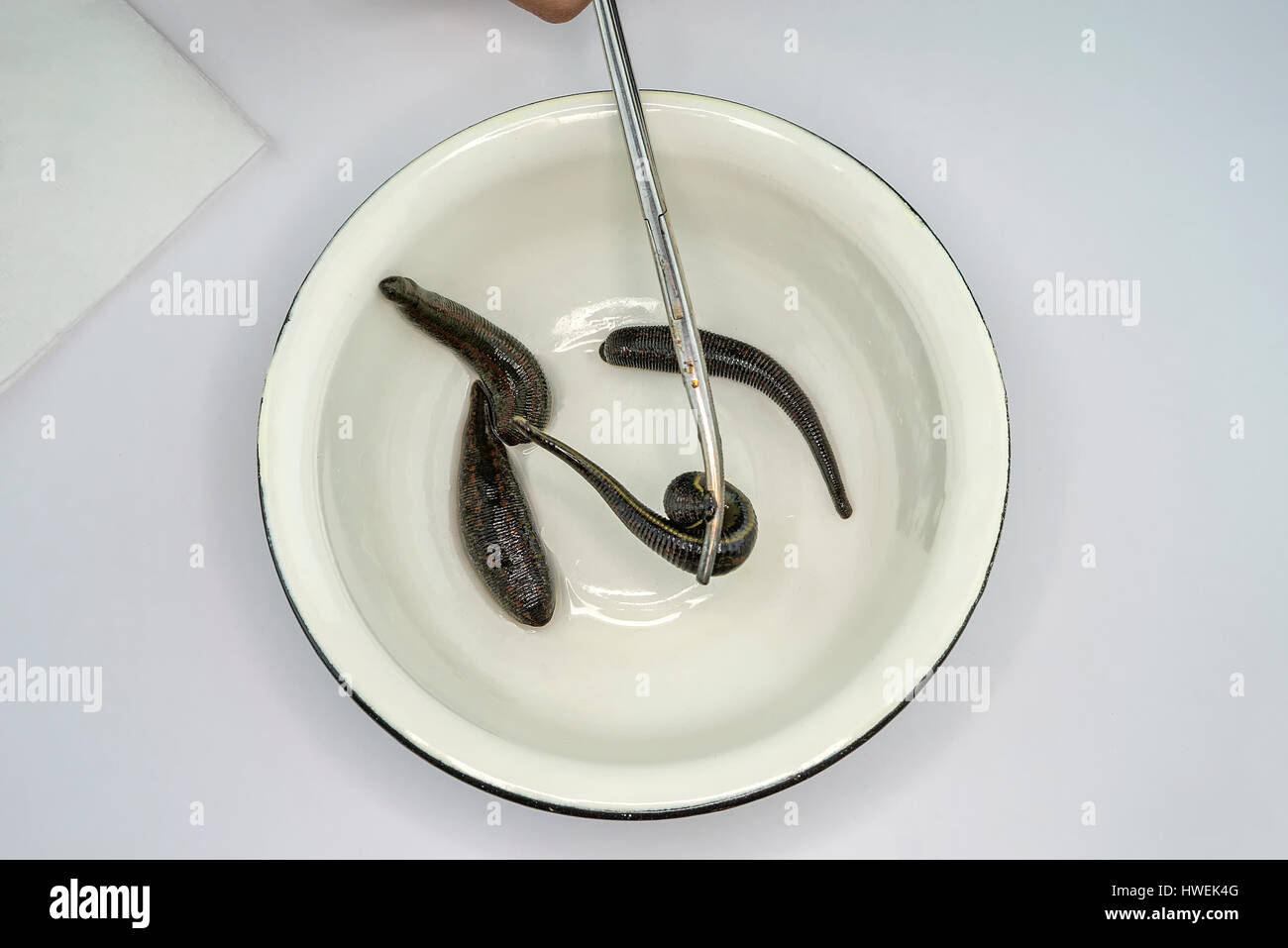 Bloodsucking leech hi-res stock photography and images - Alamy