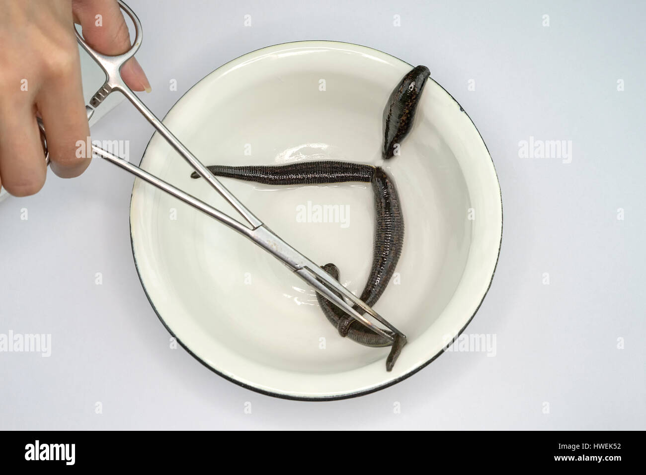 The medical leech on a white background Stock Photo - Alamy