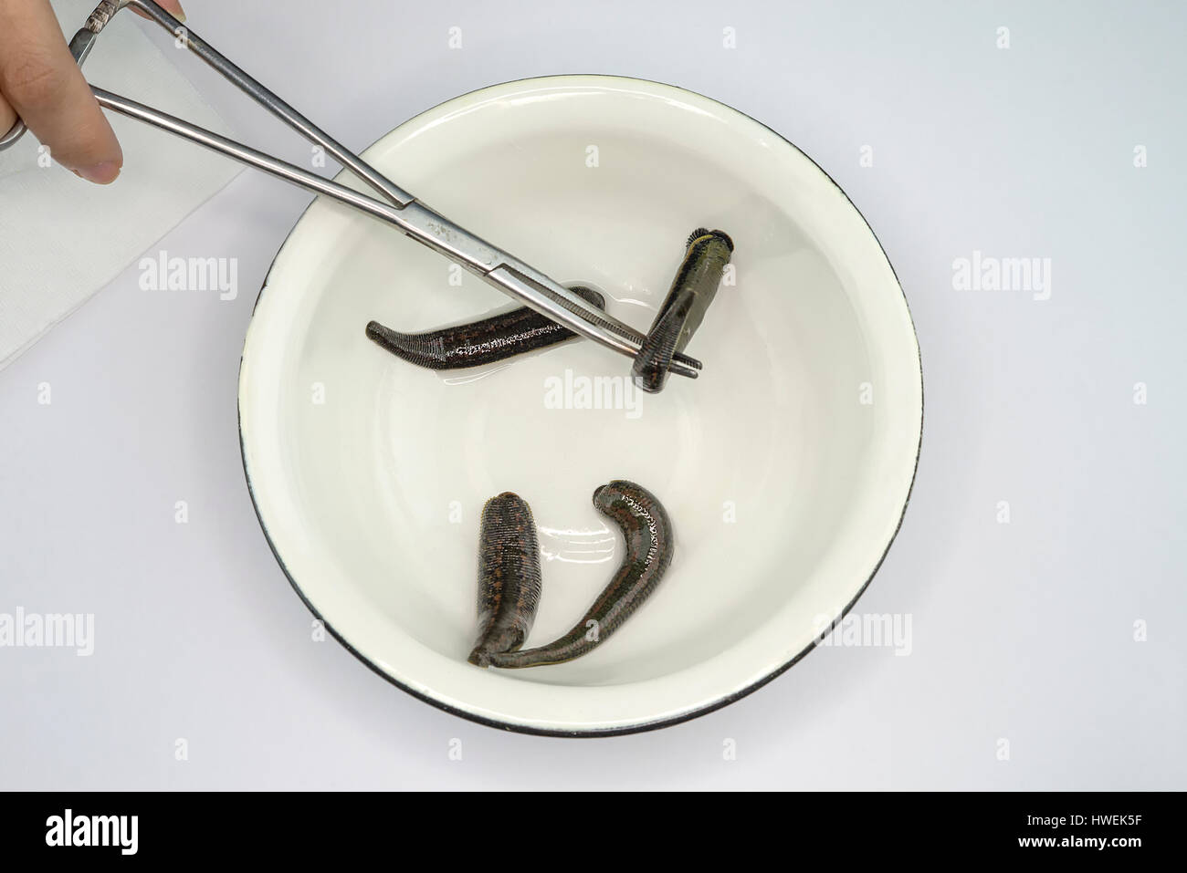 The medical leech on a white background Stock Photo - Alamy
