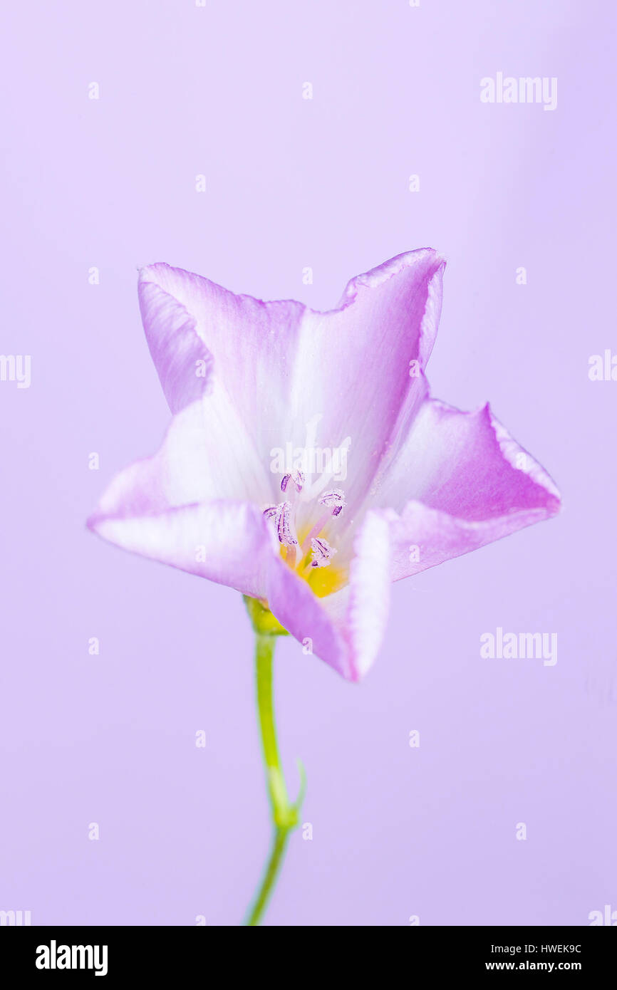 Light blue bellflower hi-res stock photography and images - Alamy