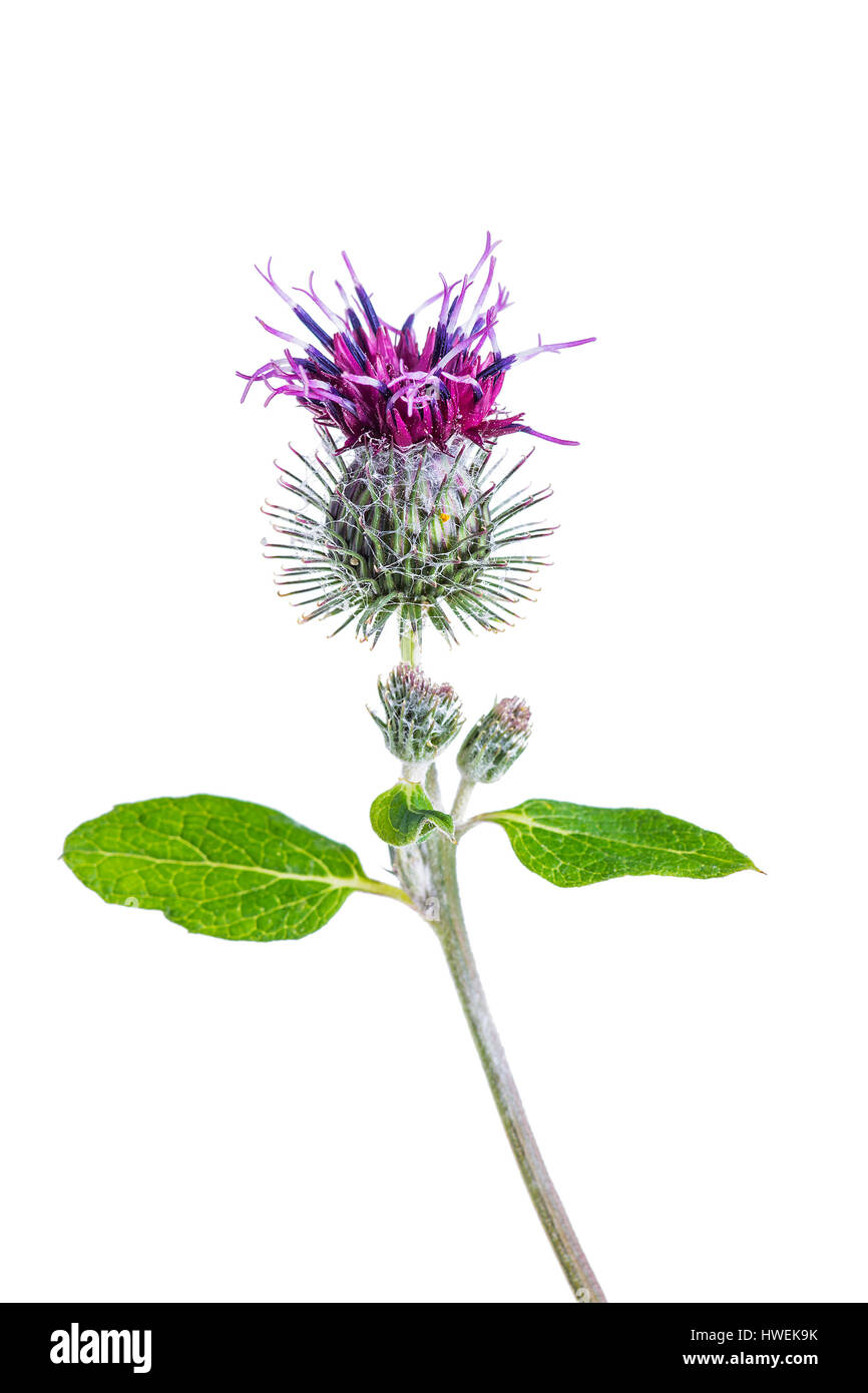 Liver flower blossom hi-res stock photography and images - Alamy