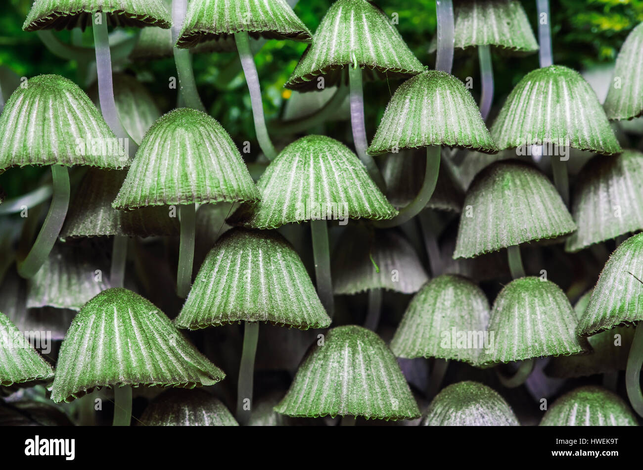 Luminescent Plant Stock Photos & Luminescent Plant Stock Images - Alamy