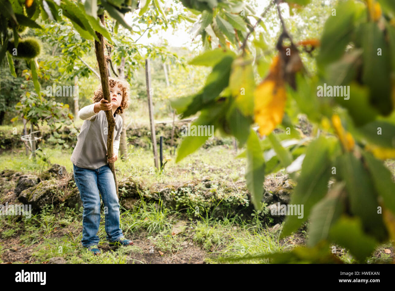 Boy poking chestnut tree with pole in vineyard woods Stock Photo - Alamy